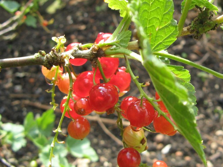 GARTENHANS - Kultur von Johannisbeeren oder Ribisel